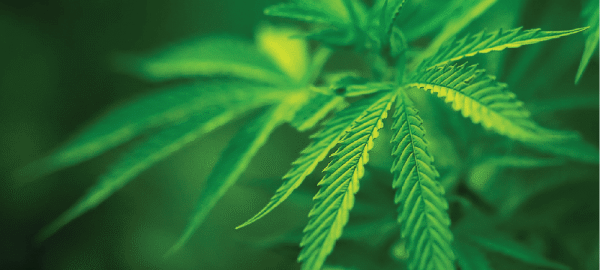 How Marijuana is Making the Leap from Illegal to Luxury - Creme de Mint ...